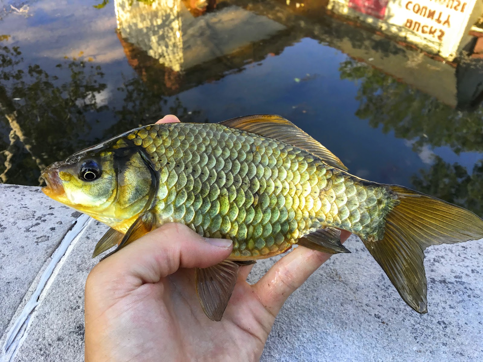 Bass on the Golf Course: The Final Battle: The Common Carp and His ...