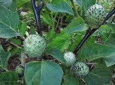 பில்லி ,சூனியம், பைத்தியம் குணமாக்கும் மூலிகை ஊமத்தை