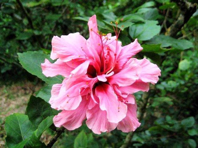 Hibiscusrosasinensis: Jenis-jenis bunga sepatu