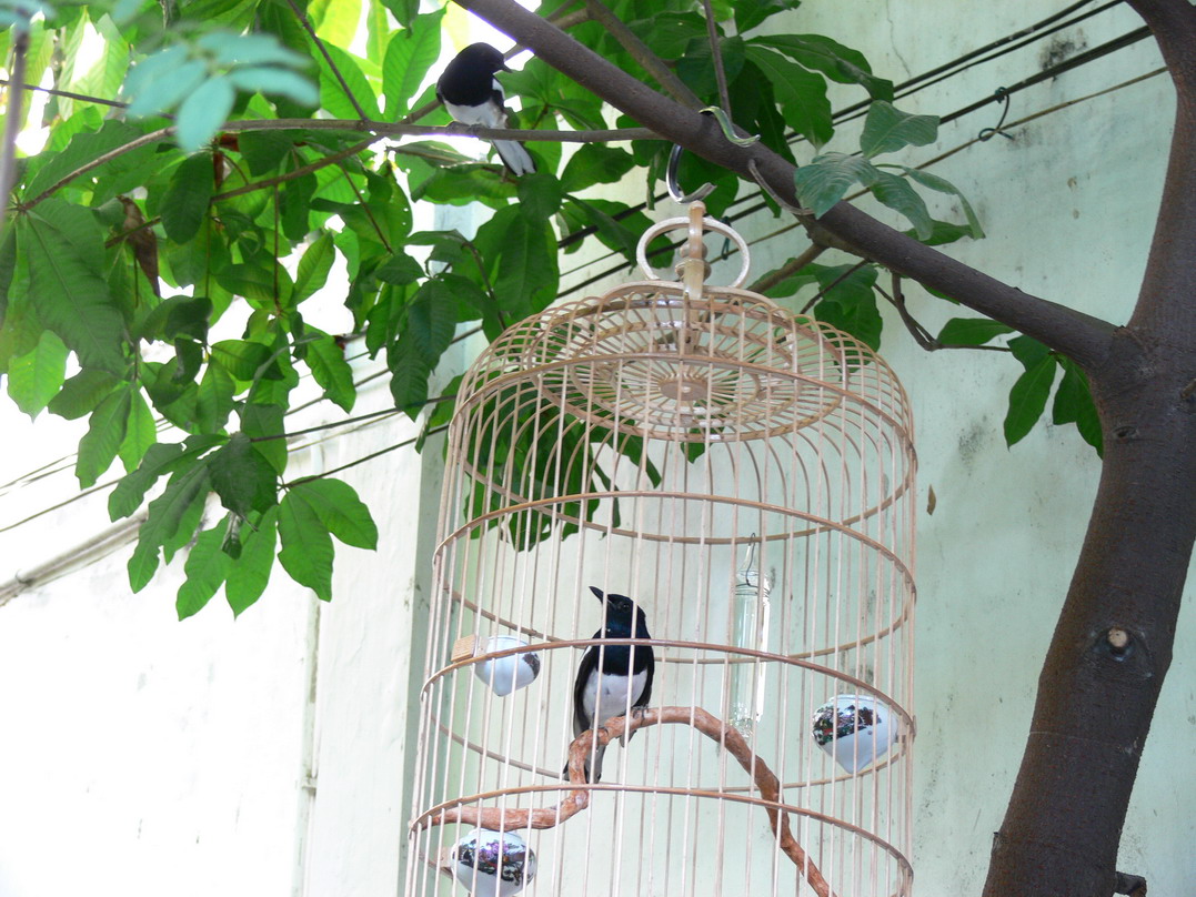 Kỹ thuật nuôi chim Chìa Vôi | Kỹ thuật nuôi trồng.com