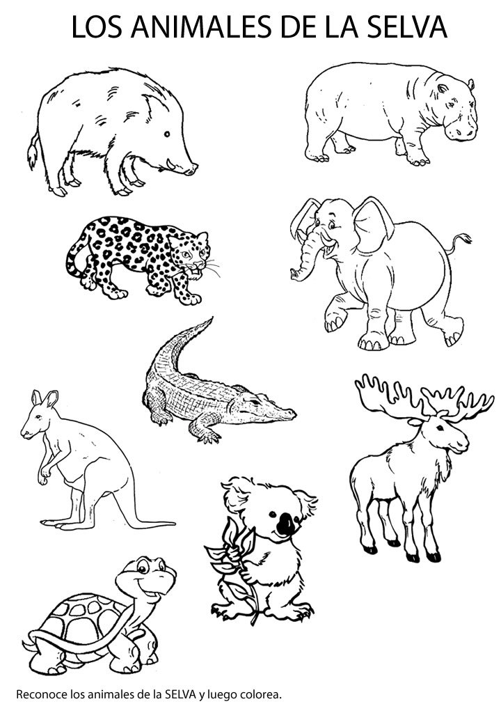 La naturaleza con niños: Las selvas y los desiertos