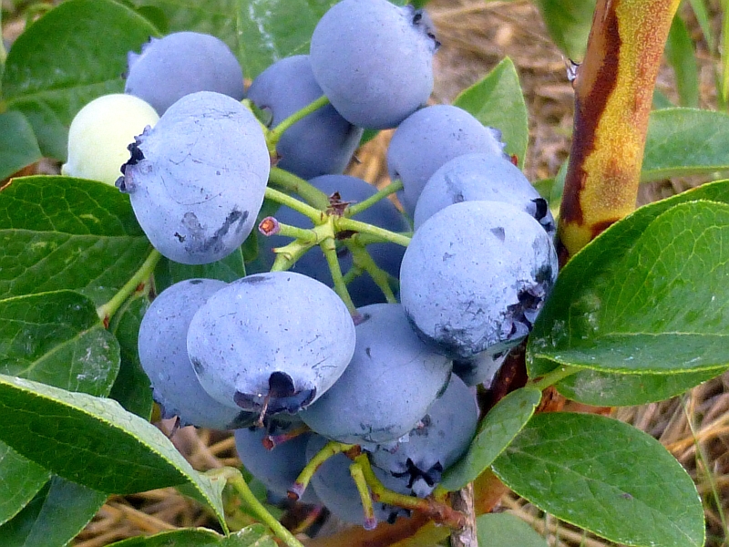 Rural Revolution: Planting blueberries