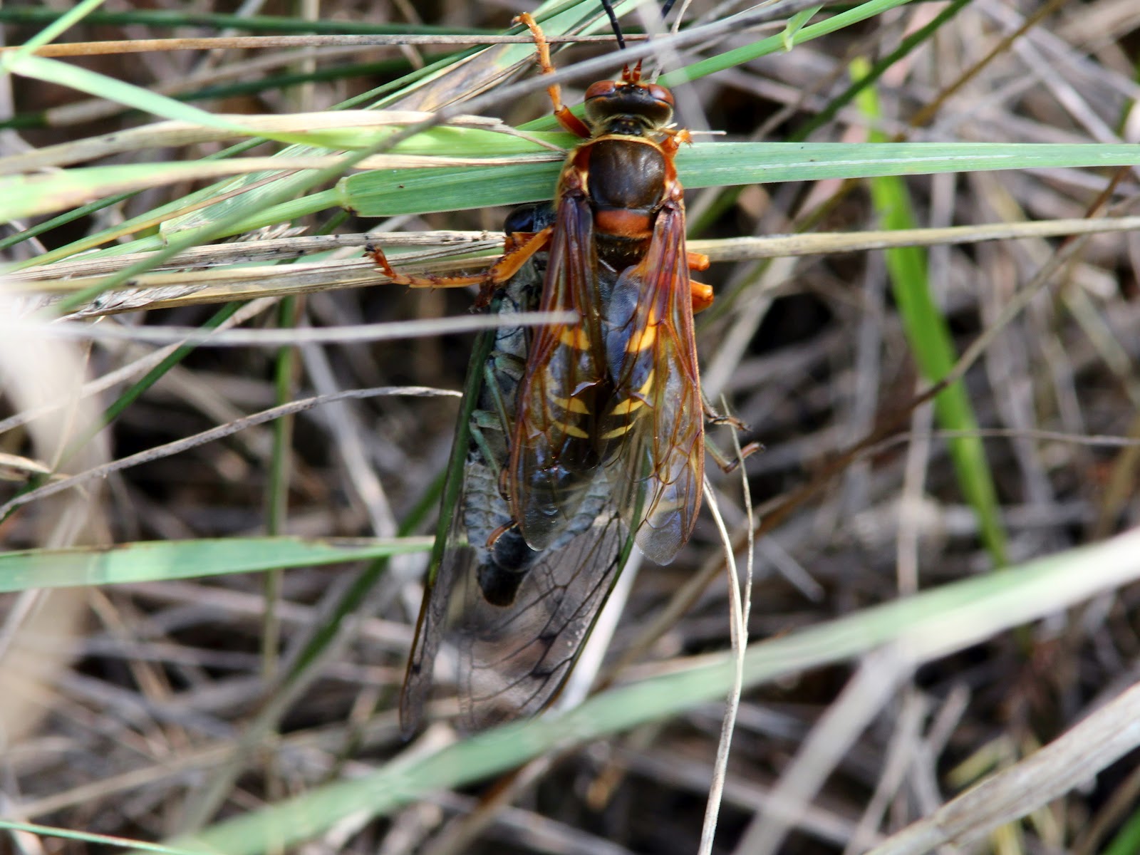 'Burg Birder: More Filler-Cicada Killers
