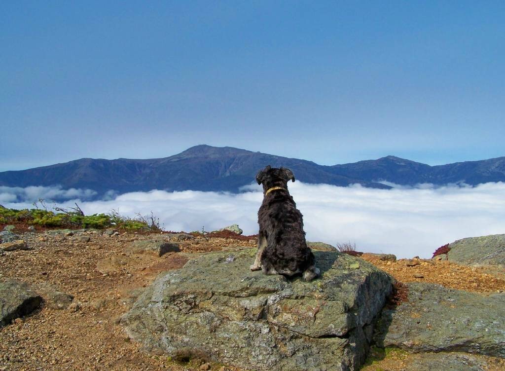 The Adventures of Tom & Atticus: Win a Copy of Following Atticus: Forty ...