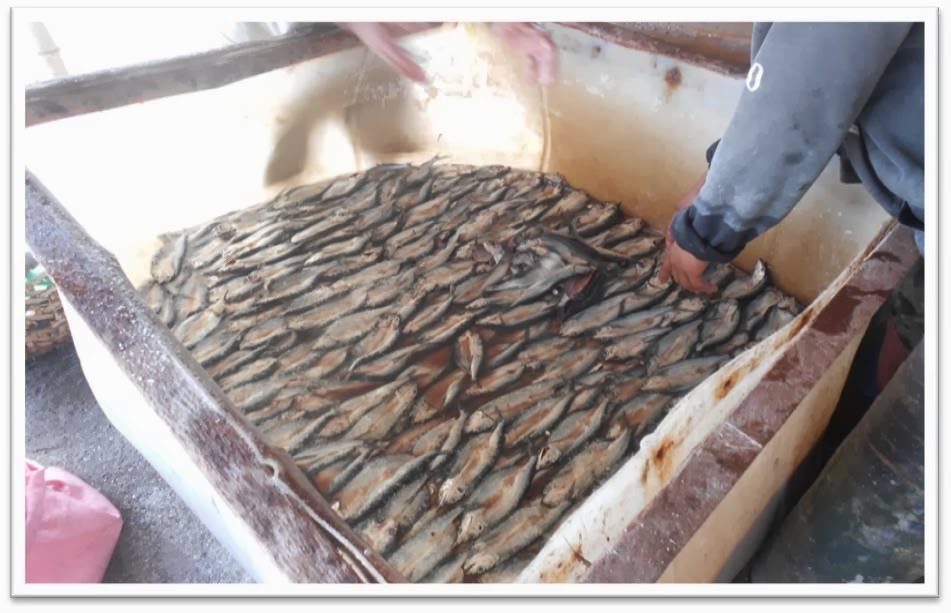 LIVELIHOOD IN BULAN,SORSOGON: DRIED FISH