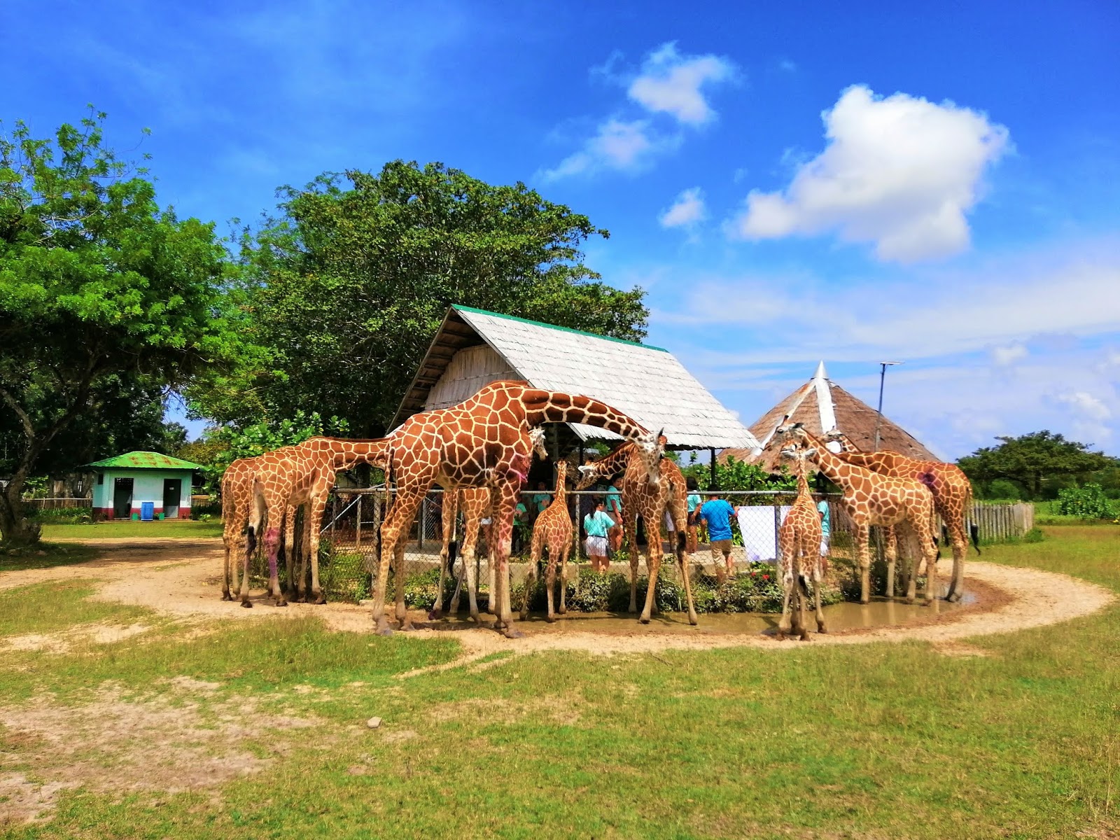 Biyaheng Palos: Calauit Island