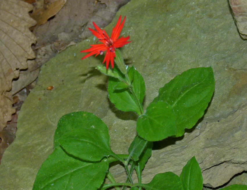 Life, Birding, Photos and Everything: A New Woman