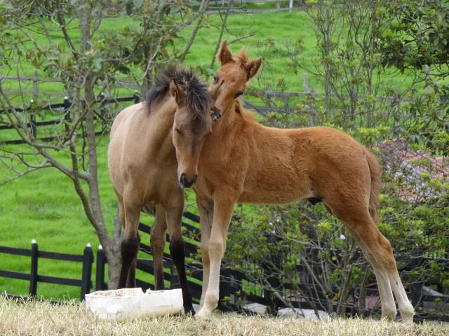 Alma y Pasión Por El Equino