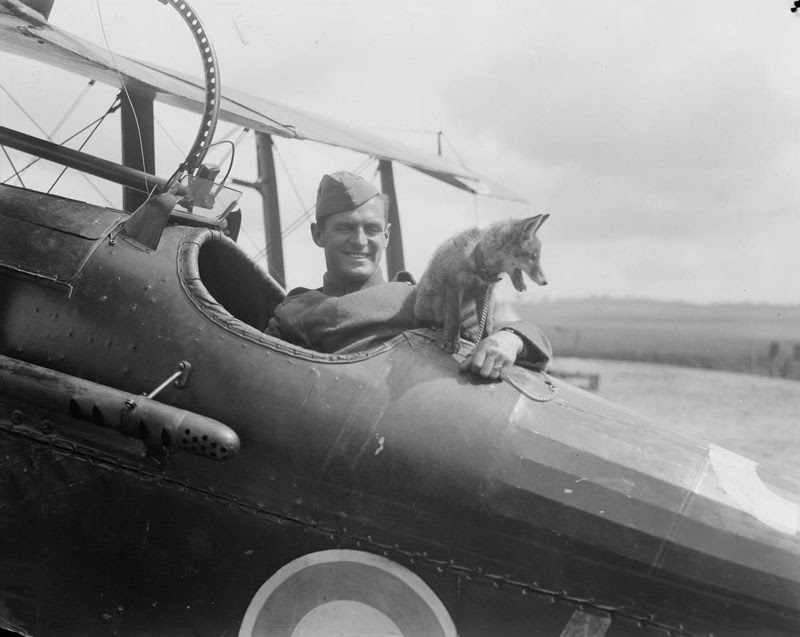 15 Animals That Served in the First World War ~ Vintage Everyday