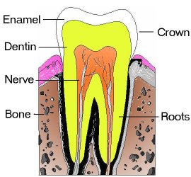 SEHAT KITA SUKSES, SUKSES KITA BERSAMA: KARIES GIGI DAN PROSES TERJADINYA