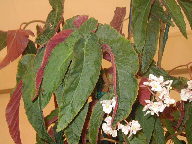 Всё о бегониях и не только...: Begonia 'Joy Porter', Begonia 'Juana ...