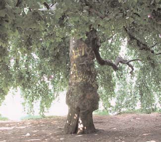 THE TRAVELERS AND THE PLANE TREE | 100 Moral Stories for Children