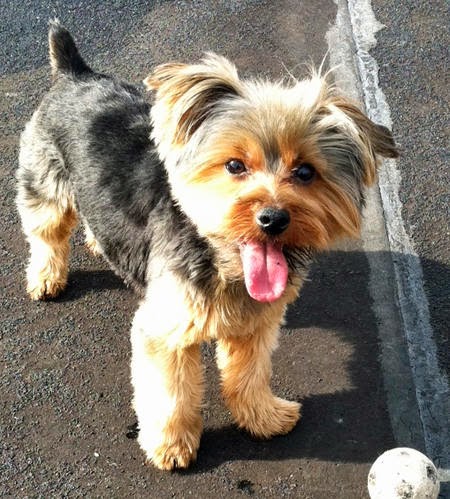 The most charming dogs in the world!