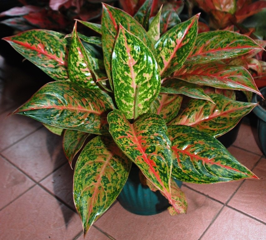 Teaser | Aglaonema Plant | aglaonema | aglo | aglao | aglaonema lokal ...