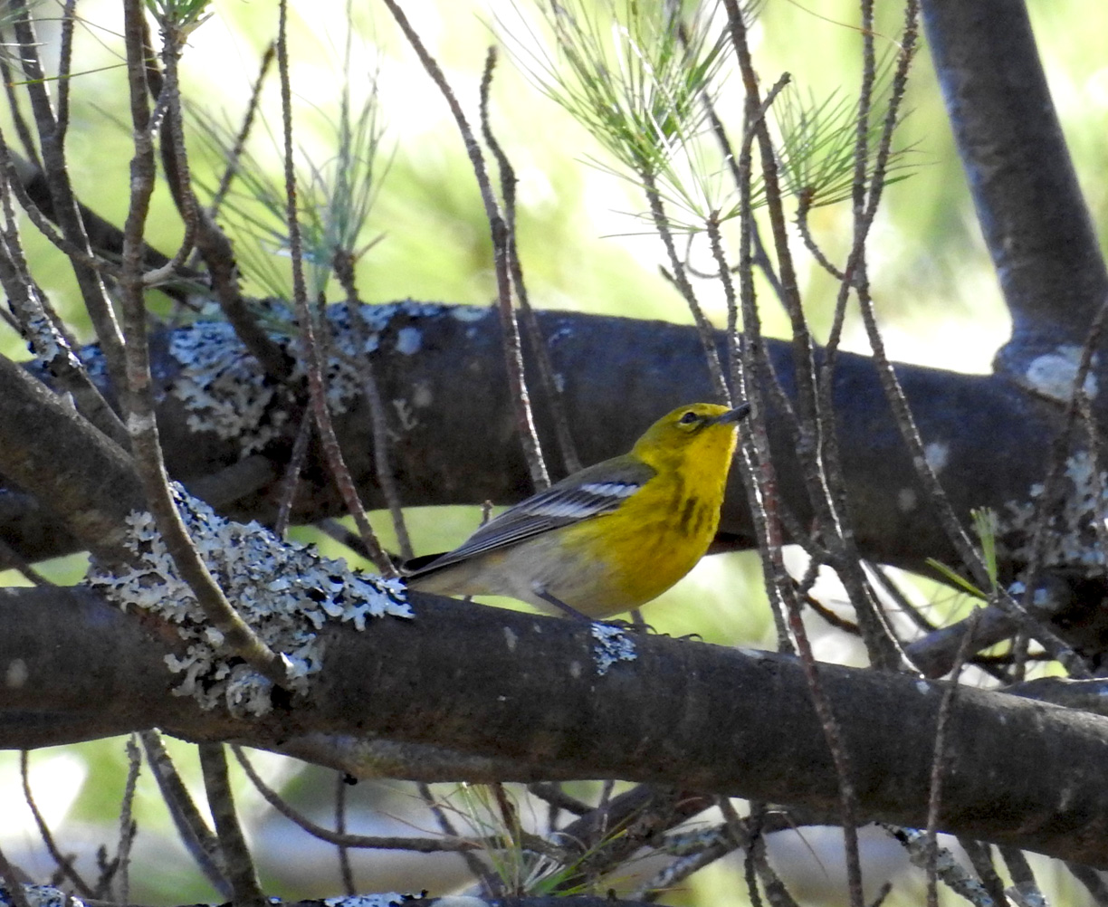 B.I.R.D.: Spring Warblers