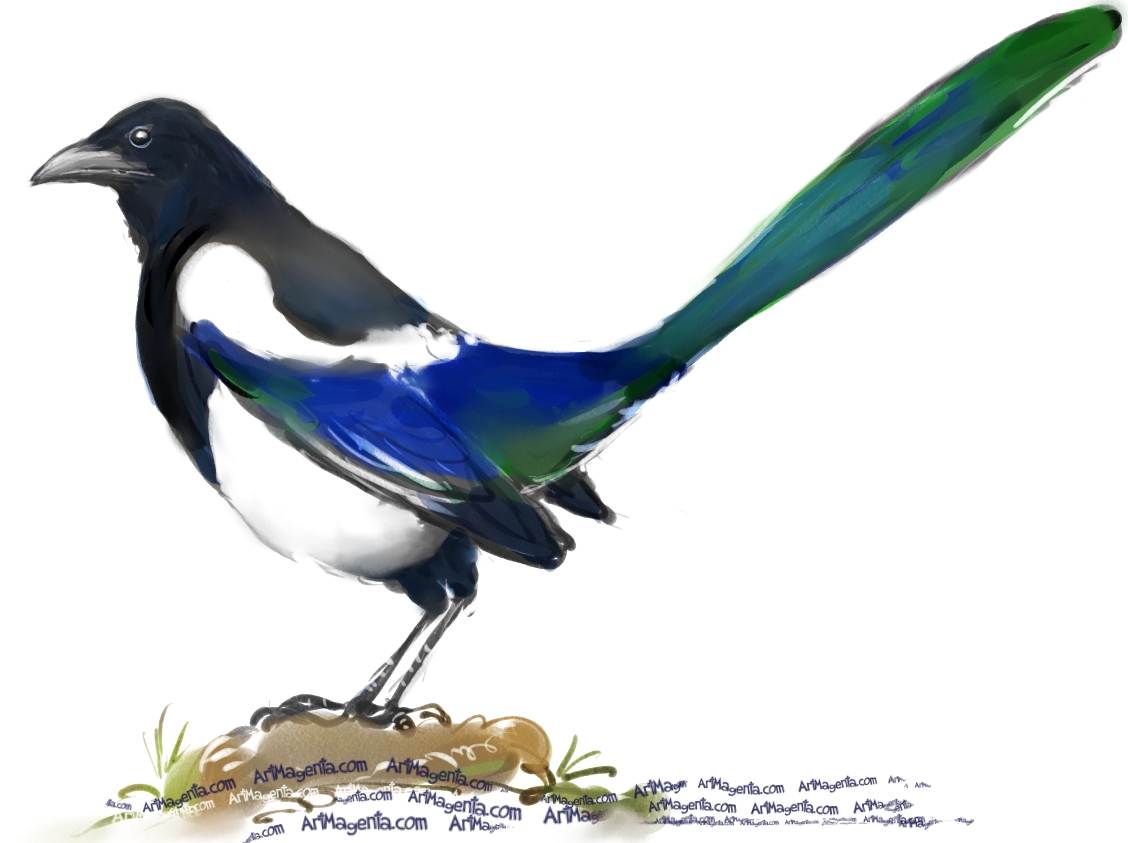 Birds: Magpie