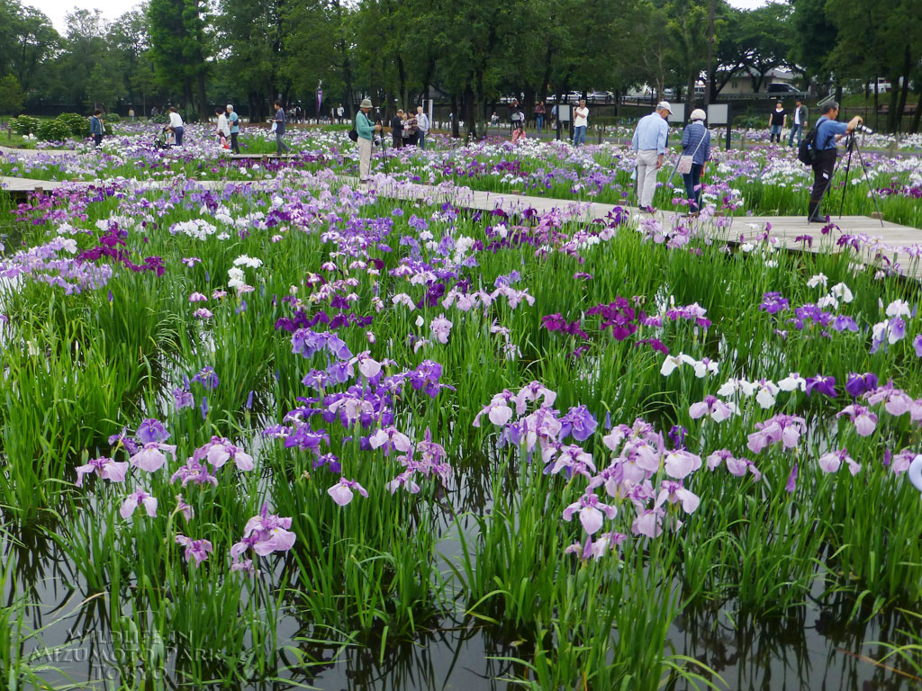 ハナショウブ Hanashōbu Japanese Iris-水元公園の生き物