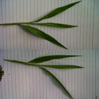 Sahabat Alam: Daun Lengkap dan Daun Tidak Lengkap