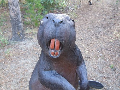 ANIMALS BEHAVING BADLY: Beware of beavers