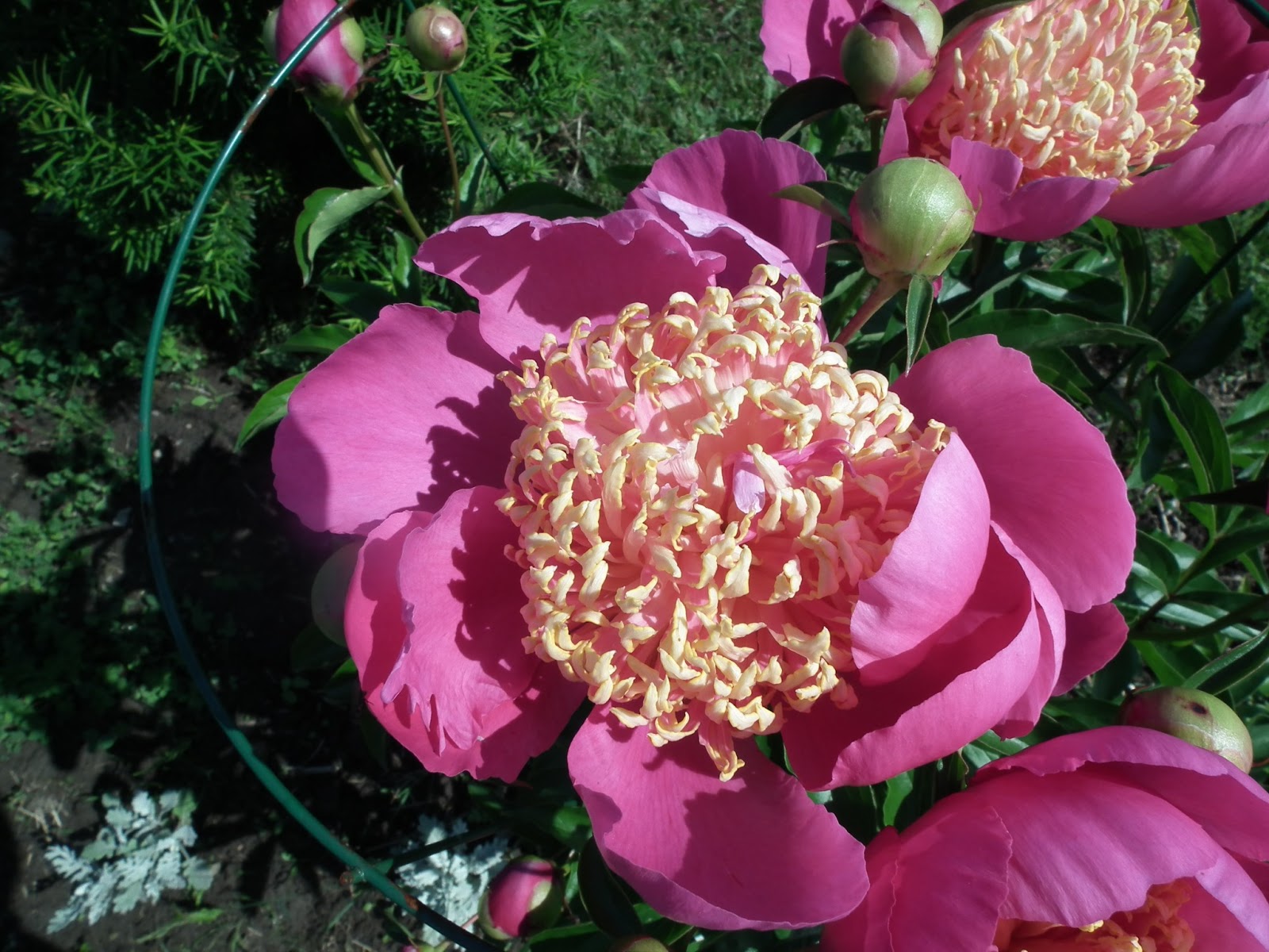 Peonies: June 2013