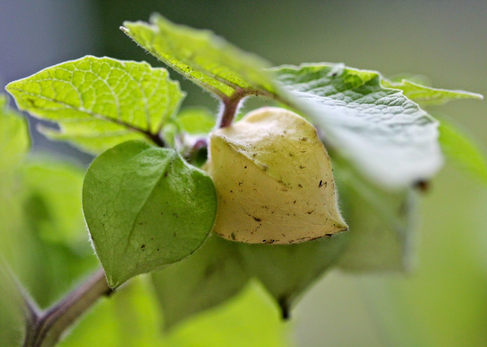Red House Garden: Have You Ever Eaten a Ground Cherry?
