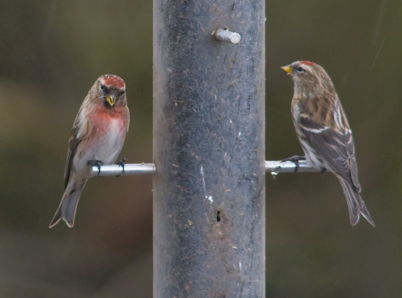 Just Fledged: January 2014