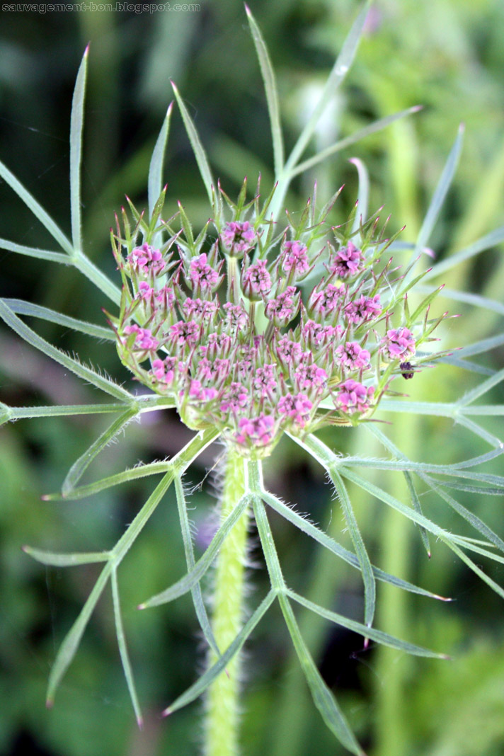 Sauvagement-Bon: Retour à un classique : la berce