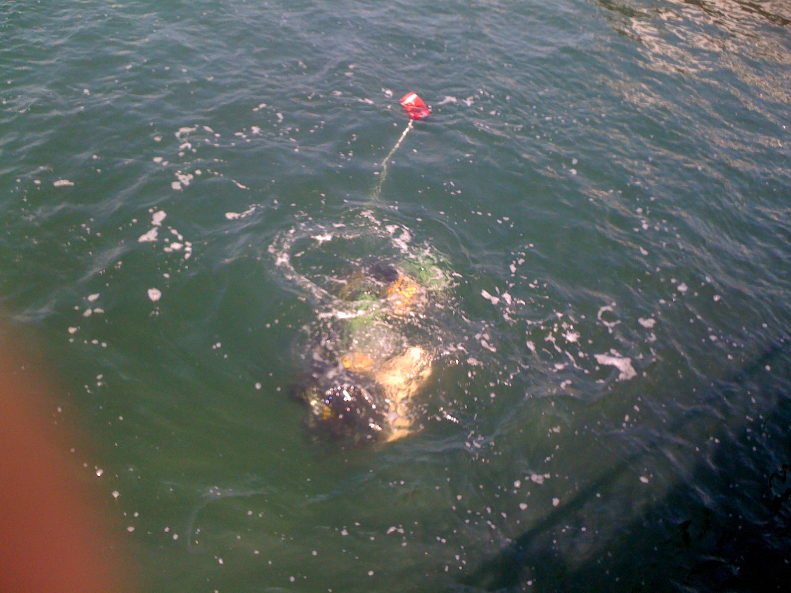 LAFD- Dive Search and Rescue Team: Dive Training