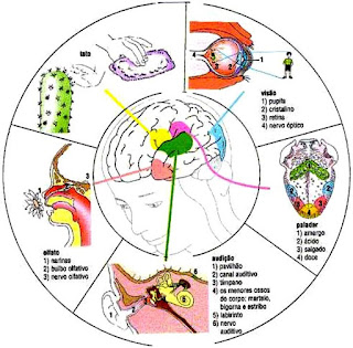Entiende Neurociencias : SENSACIÓN Y PERCEPCIÓN