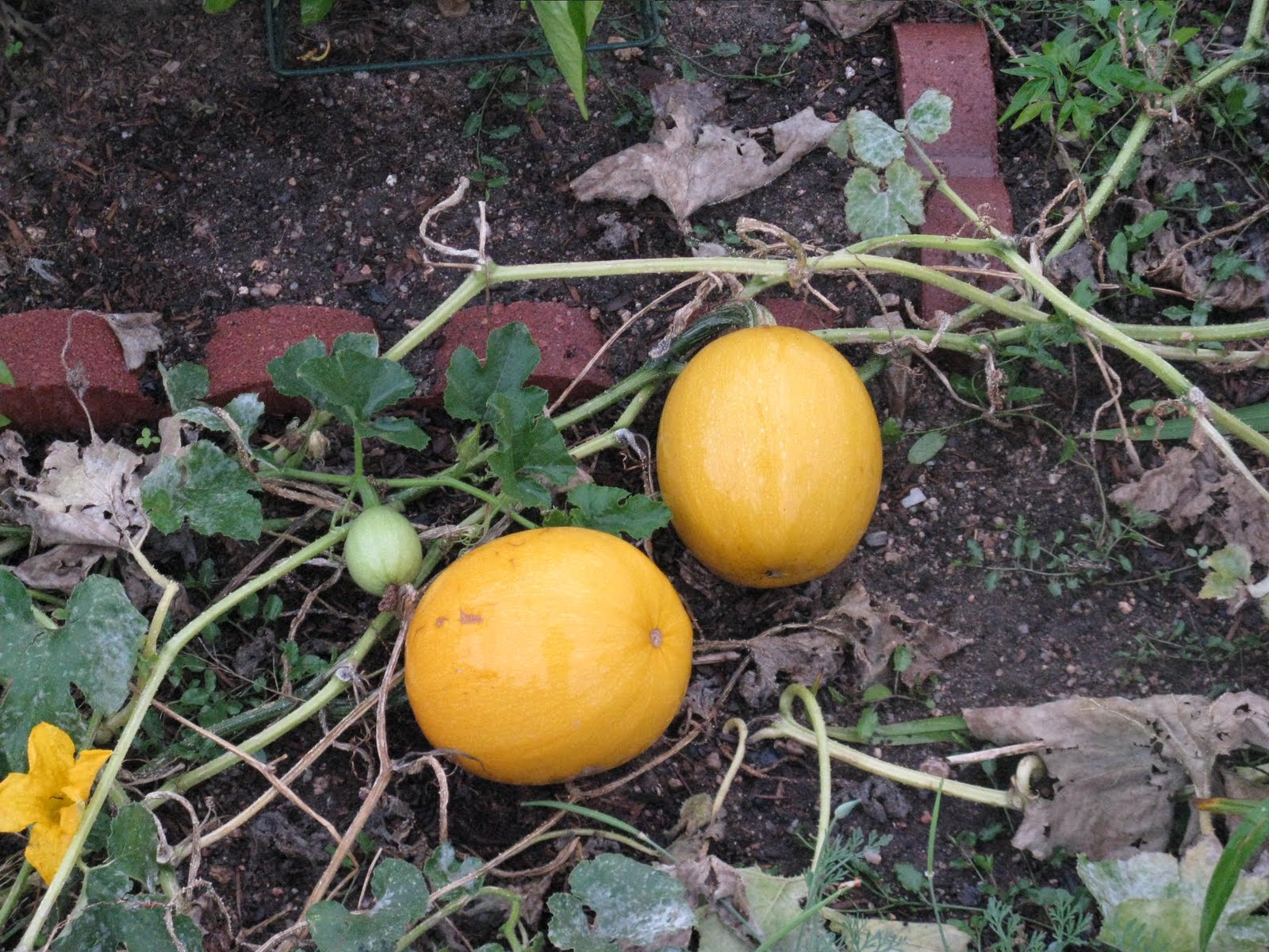 Front Range Food Gardener: Harvesting fall squash