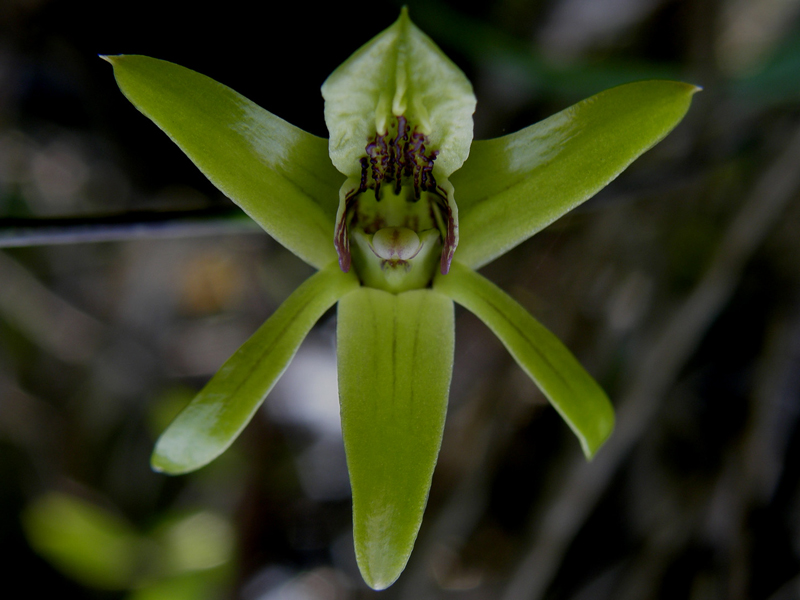 Seleccione Reales Dijes: Orquídeas: Qué ves cuando las ves
