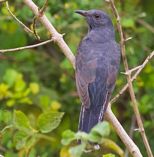 Grey-bellied cuckoo images | Birds of India | Bird World