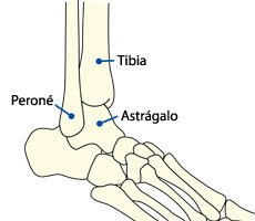 Nuestro esqueleto: Miembro inferior: El tobillo