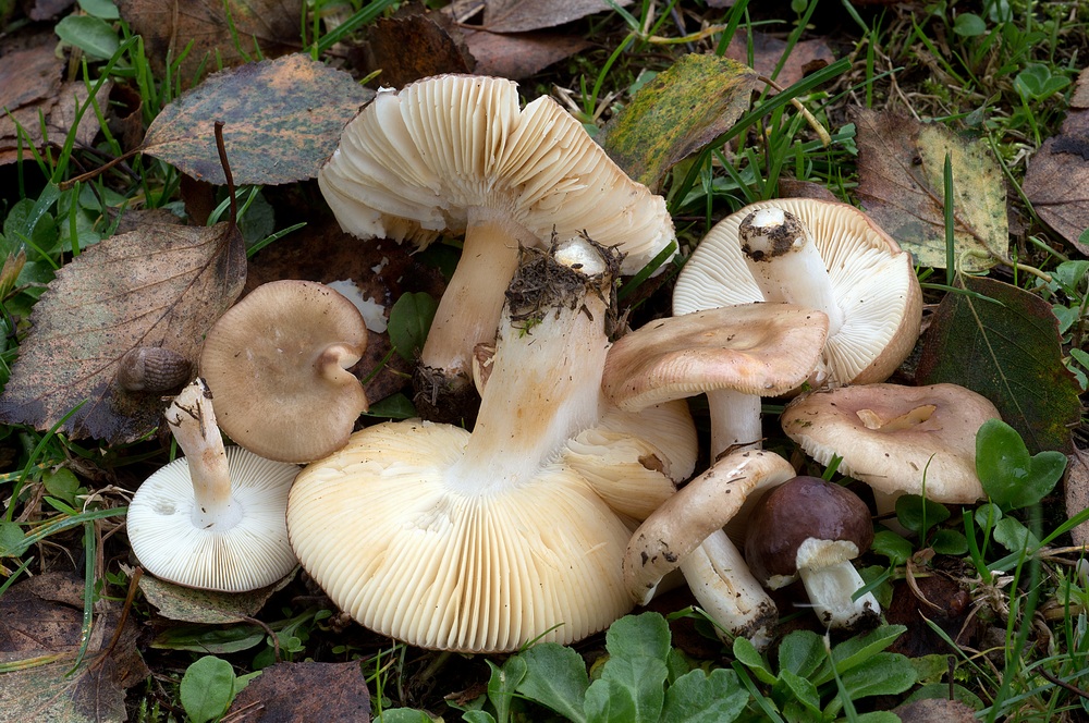 Russula versicolor Schäff. • CEMAS Orden Russulales, Betula sp.