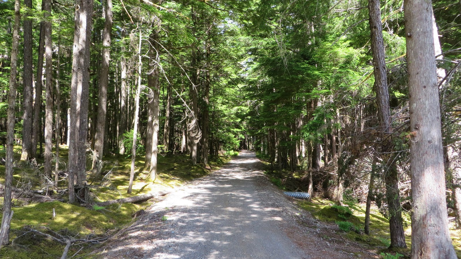 Kitselas Canyon – The Travelling Lady