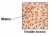 biologia: Tecido Ósseo