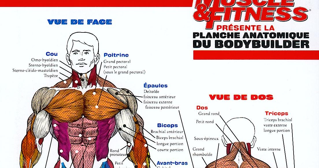 Fitness: ANATOMIE