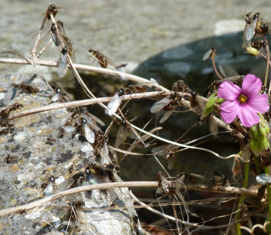 Urban Wildlife Jottings: Black ant mating flight