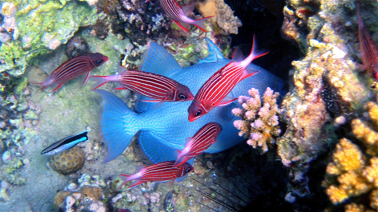 le coeur net: Must sea : la beauté des grands fonds en vidéo