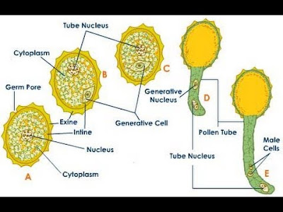 Class 12 notes on Structure of Pollen Grains and function