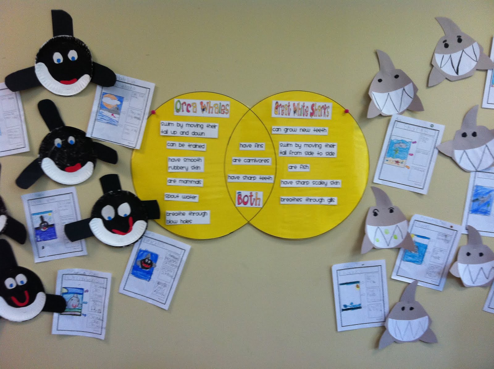 Welcome to Room 36!: whales and sharks