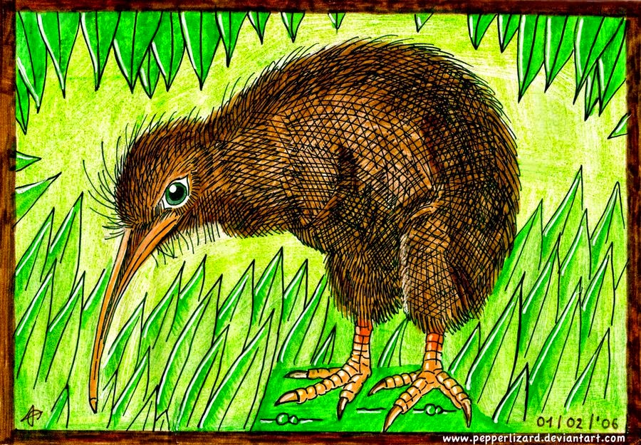 KIWI BIRD photos - wallpapers | the fun bank