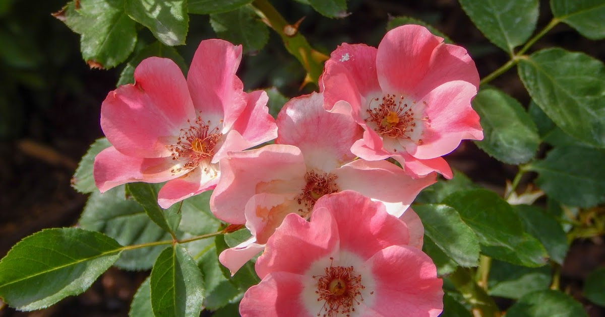 Walking Arizona: Wild Roses