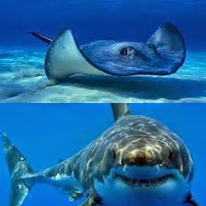 De tu a tu.... Con los peces