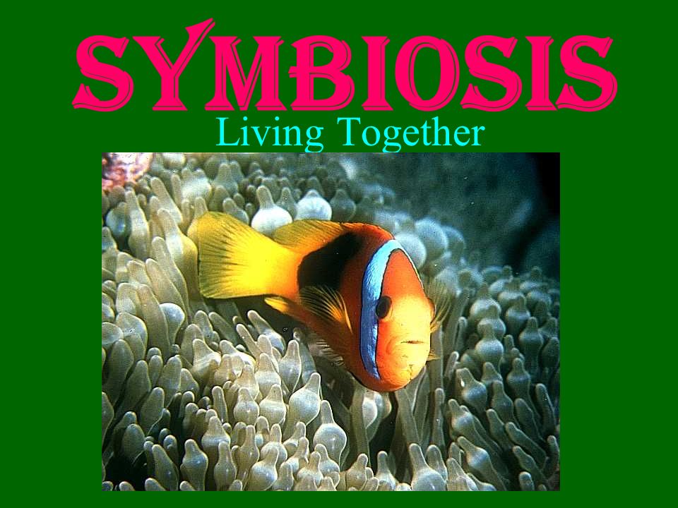 What is symbiosis? « Science Zone
