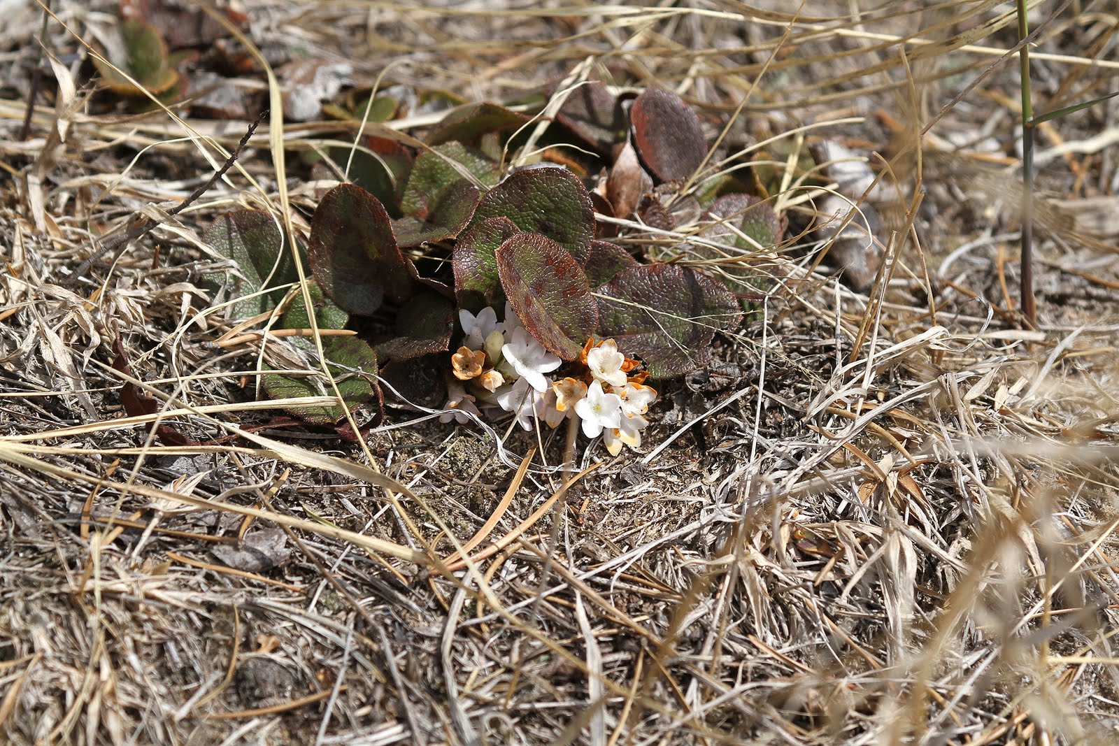 ShutterWi: Mayflower or trailing arbutus (Epigaea repens).