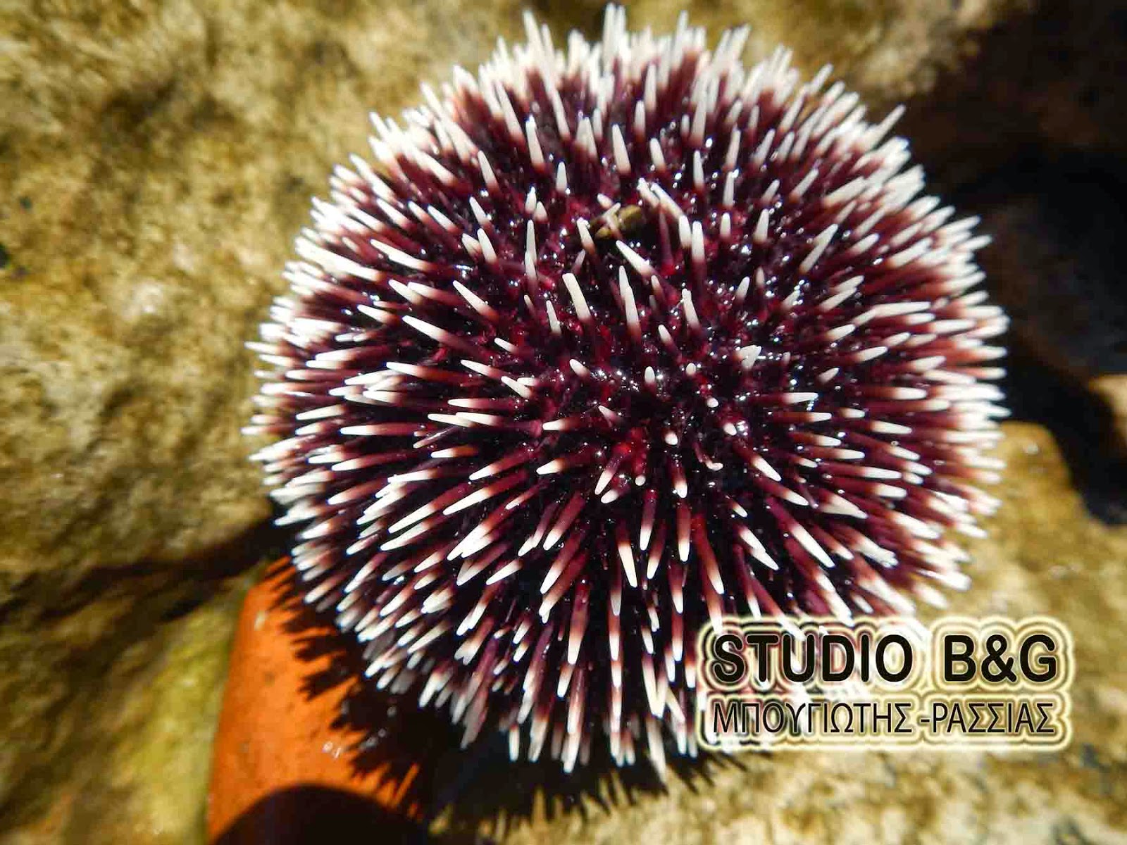 Αχινός: Ο εχθρός των καλοκαιρινών μας μπάνιων και ένας από τους ...