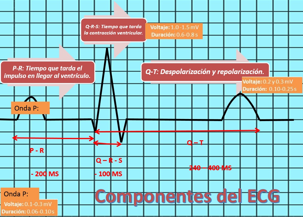 Fisiología del Sebas: Componentes del Electrocardiograma