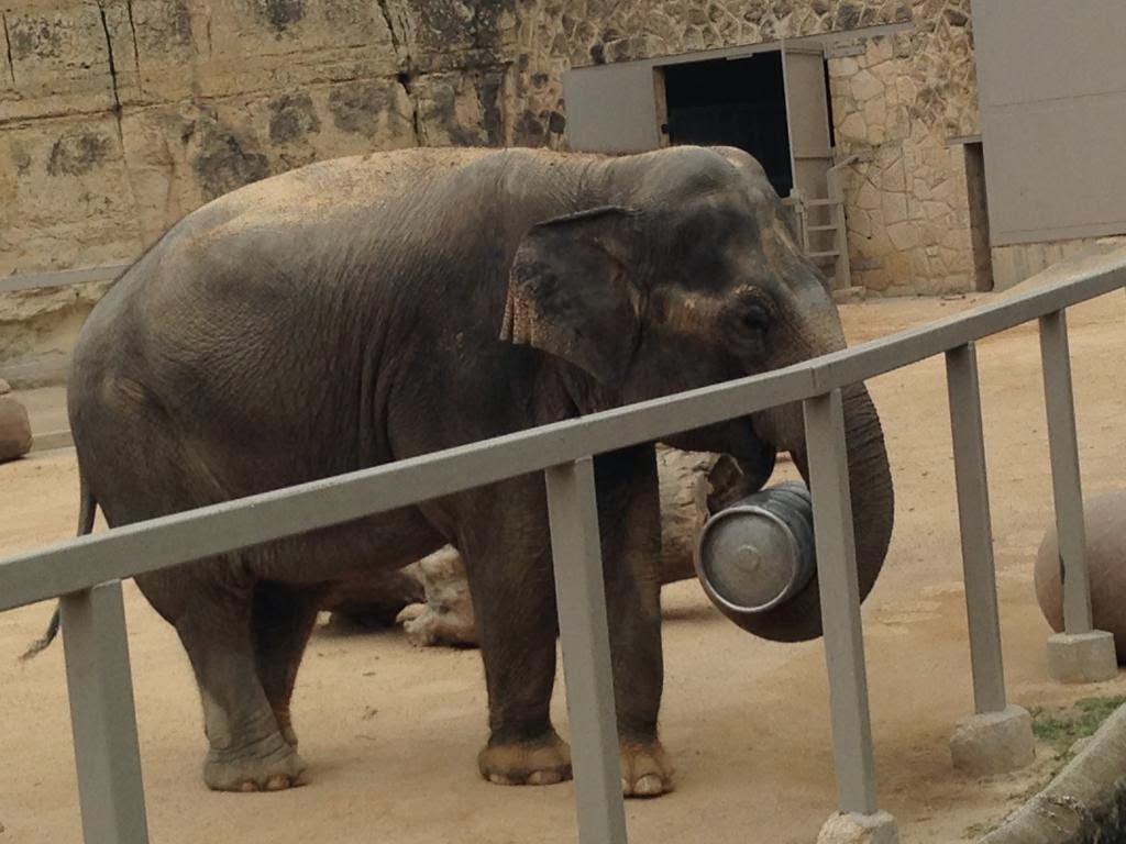 Tips For Your ZOO Field Trip | Minds in Bloom | Bloglovin’