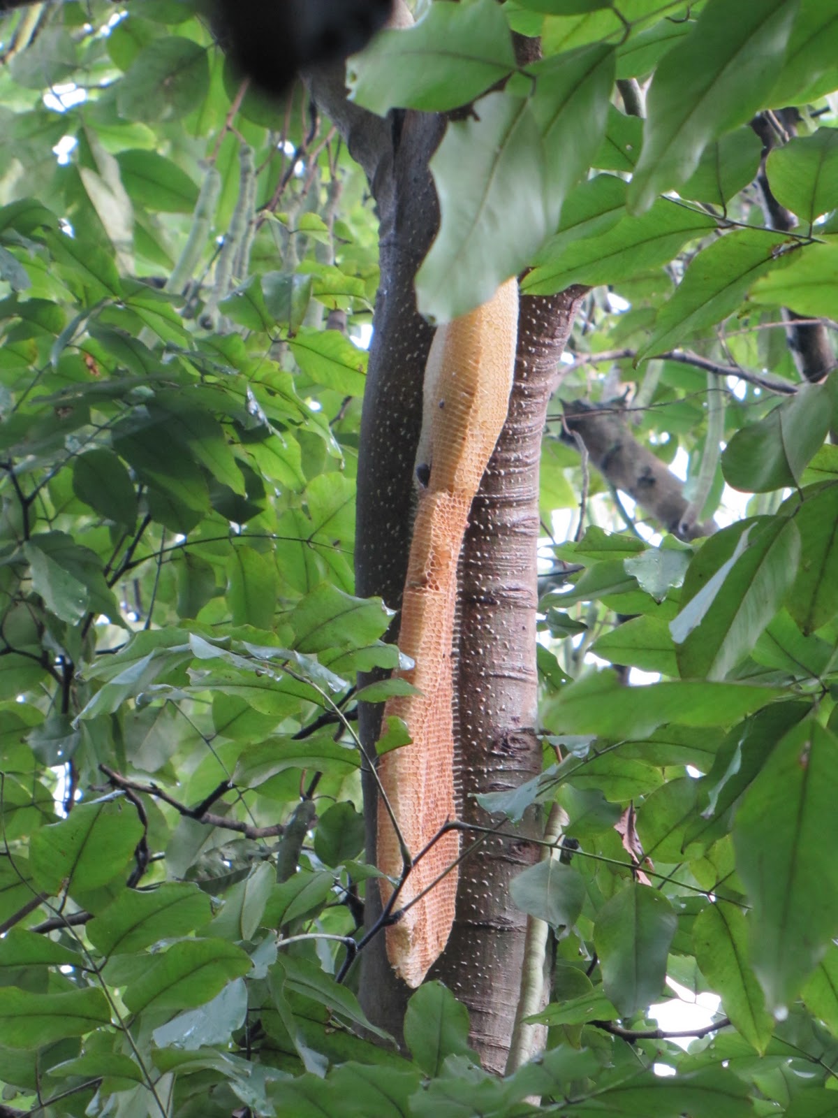 Kleyns In The Philippines: * "Bees Be Gone"